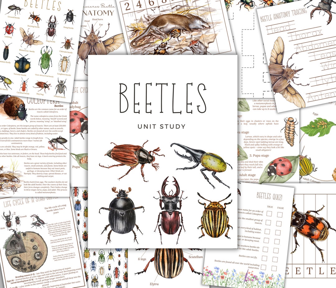 Beetles Unit Study: Homeschool Science Printable (instant Download) - Etsy