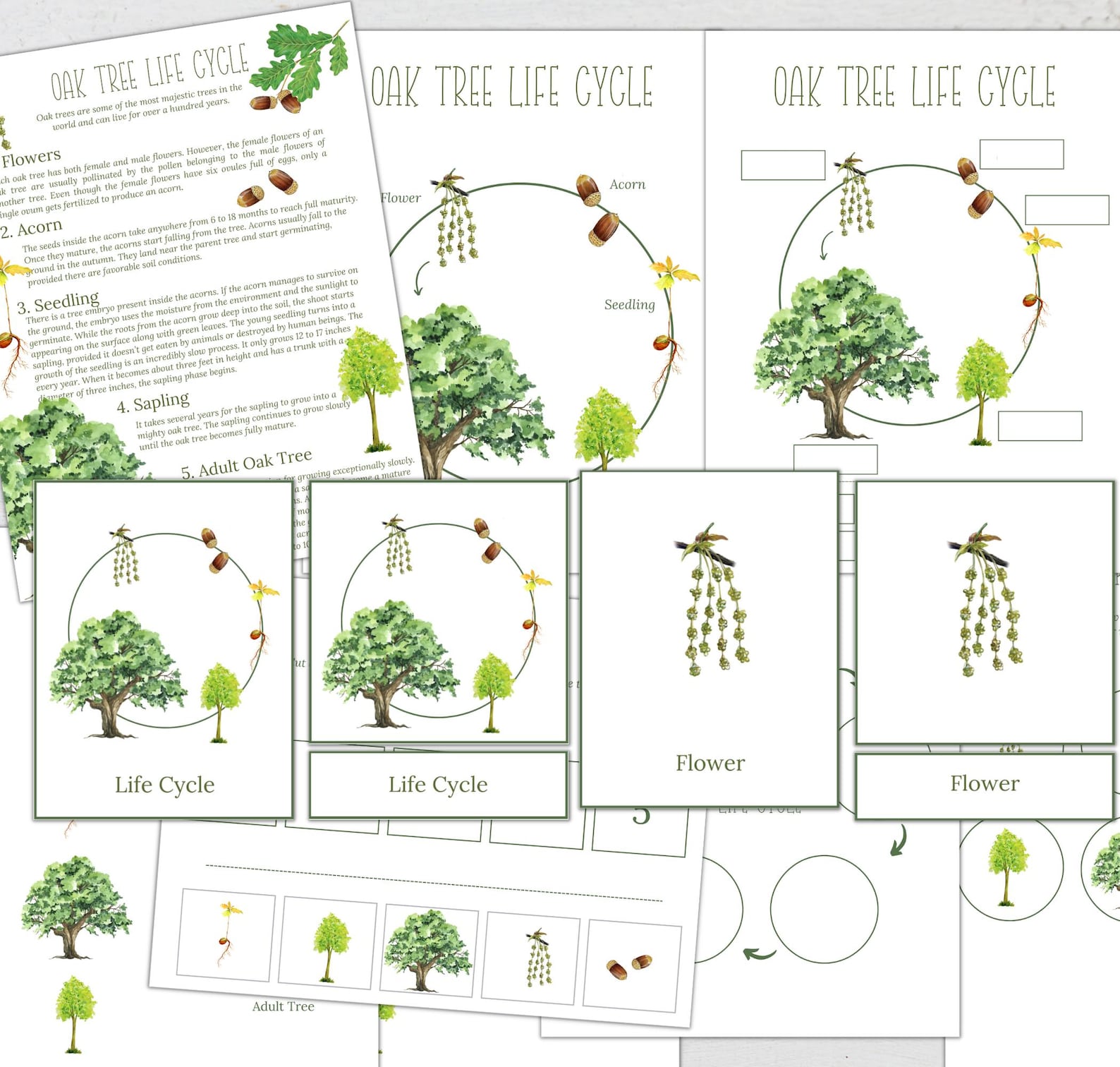 OAK Unit Study, Life Cycle, Anatomy, Nature Study, Science, Handwriting ...