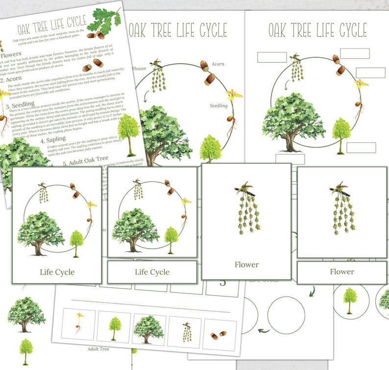 OAK Unit Study, Life Cycle, Anatomy, Nature Study, Science, Handwriting ...