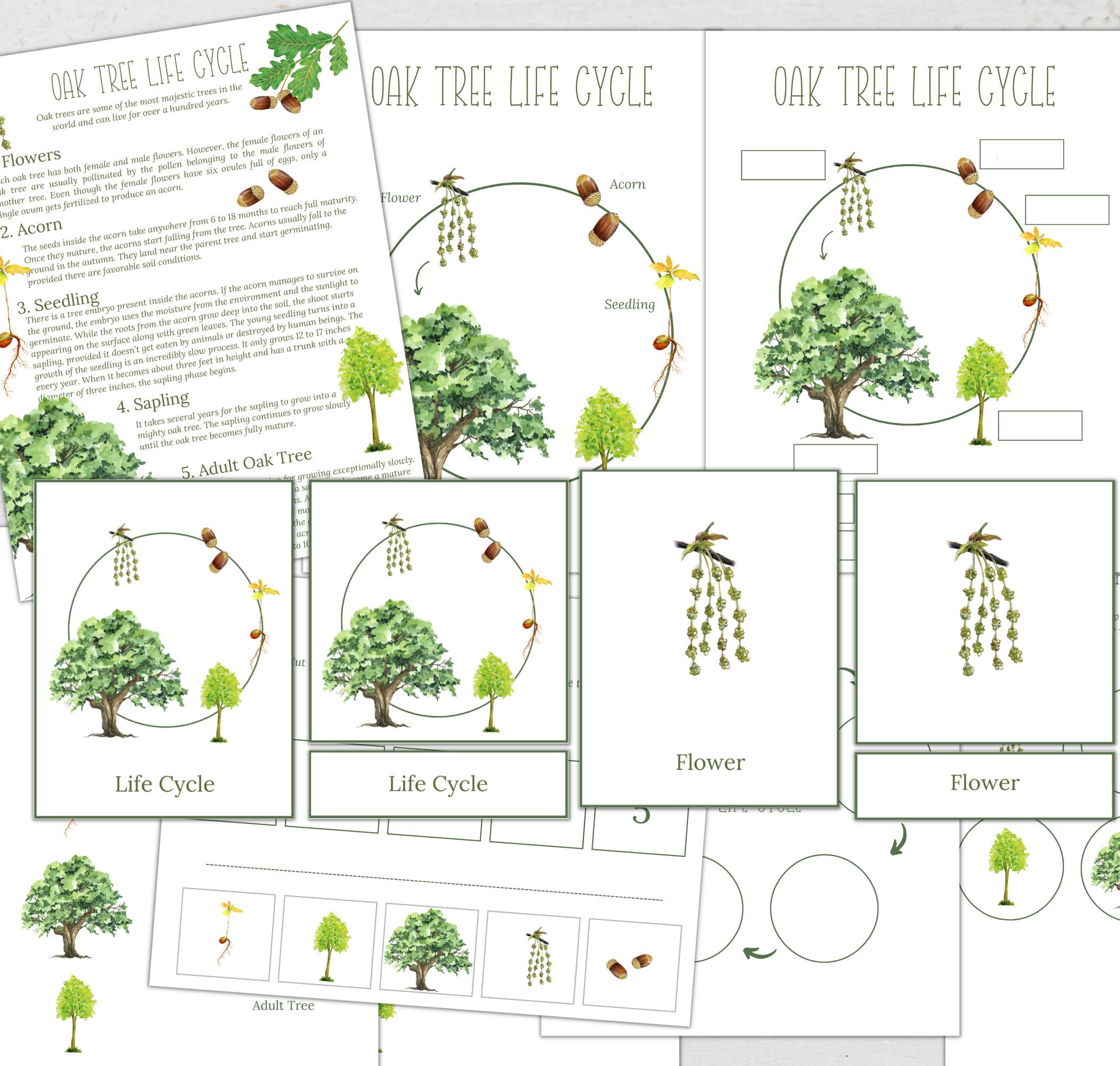OAK Unit Study, Life Cycle, Anatomy, Nature Study, Science, Handwriting ...