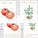 TOMATO Unit Study, Life Cycle, Anatomy, Nature Study, Science ...