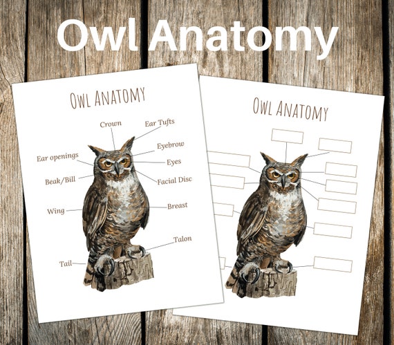 OWL Anatomy Poster and Labeling Activity Homeschool Instant - Etsy
