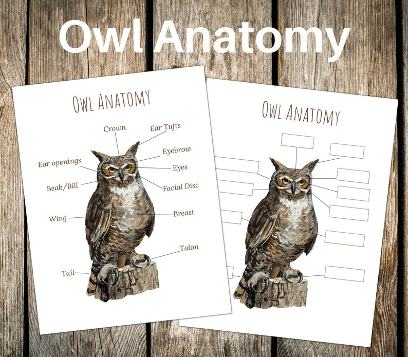 OWL Anatomy Poster and Labeling Activity Homeschool Instant - Etsy