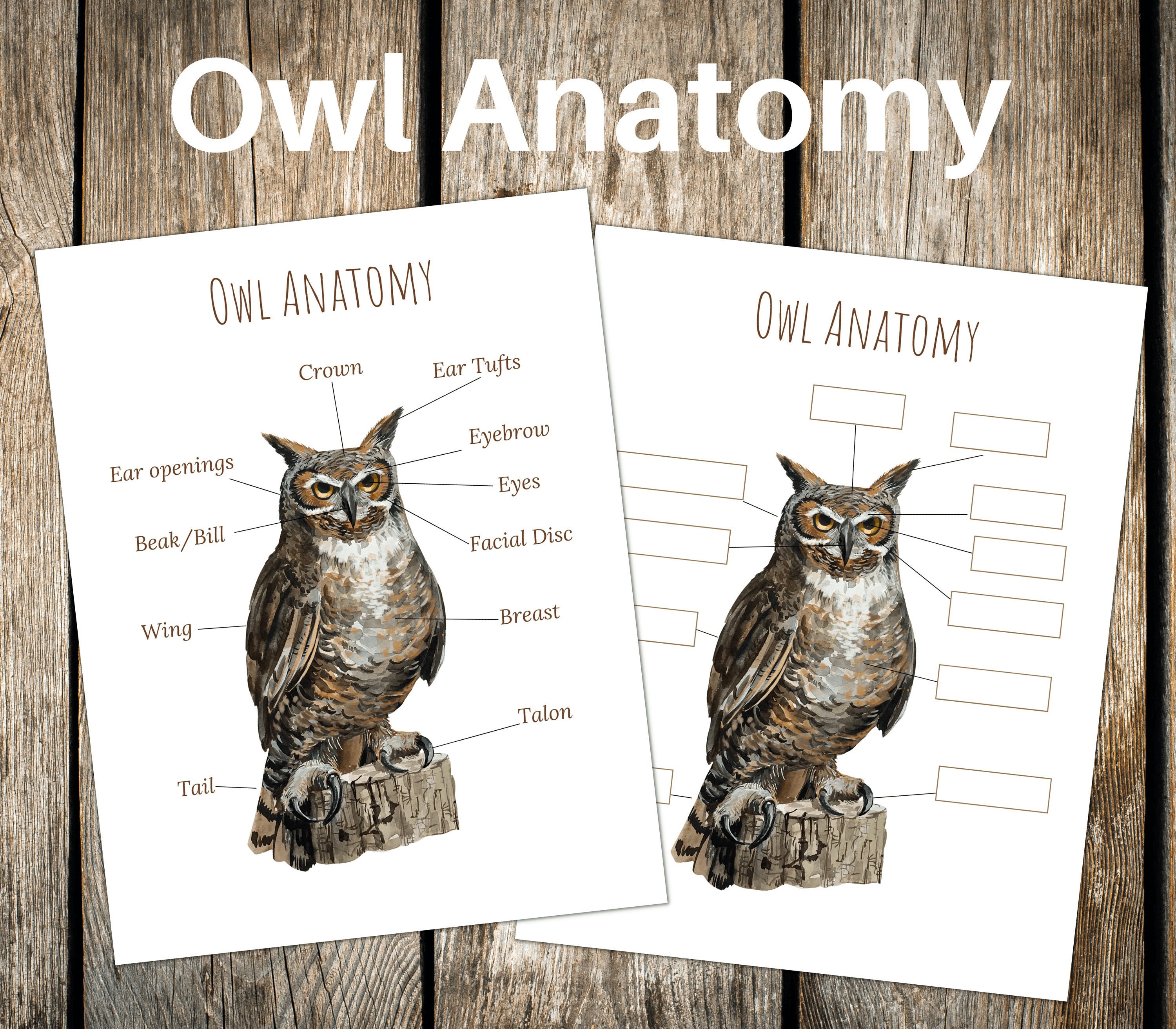 OWL Anatomy Poster and Labeling Activity Homeschool Instant - Etsy