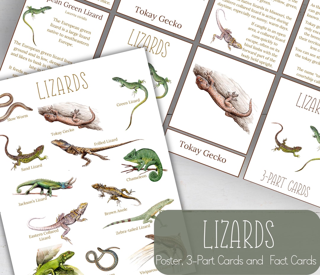 LIZARDS Mini Poster, Fact Cards and 3 Part Cards, Nature, Digital DIY ...