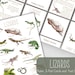 LIZARDS Mini Poster, Fact Cards and 3 Part Cards, Nature, Digital DIY ...