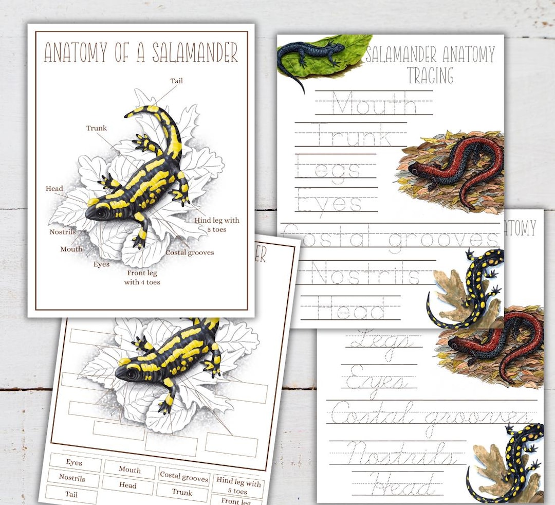 Salamander Anatomy, Poster and Labeling Activity, Homeschool, Instant ...