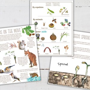 SEED DISPERSAL Unit Study, Anatomy, Nature Study, Science, Handwriting ...