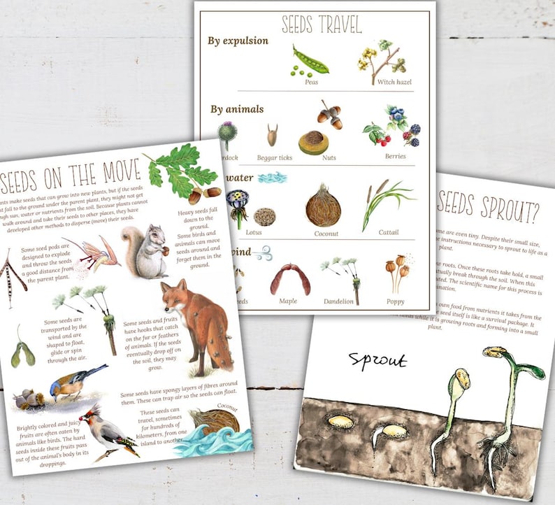 SEED DISPERSAL Unit Study, Anatomy, Nature Study, Science, Handwriting ...