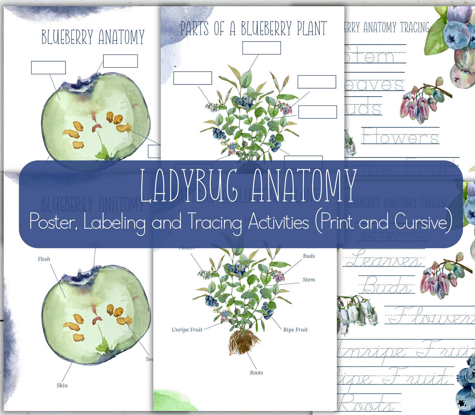BLUEBERRY Unit Study, Life Cycle, Anatomy, Nature Study, Science ...