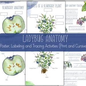 BLUEBERRY Unit Study, Life Cycle, Anatomy, Nature Study, Science ...