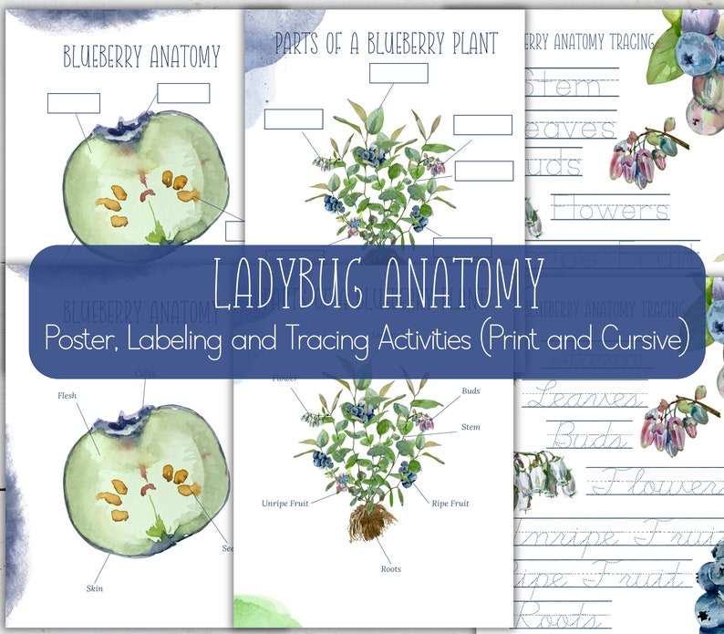 BLUEBERRY Unit Study, Life Cycle, Anatomy, Nature Study, Science ...