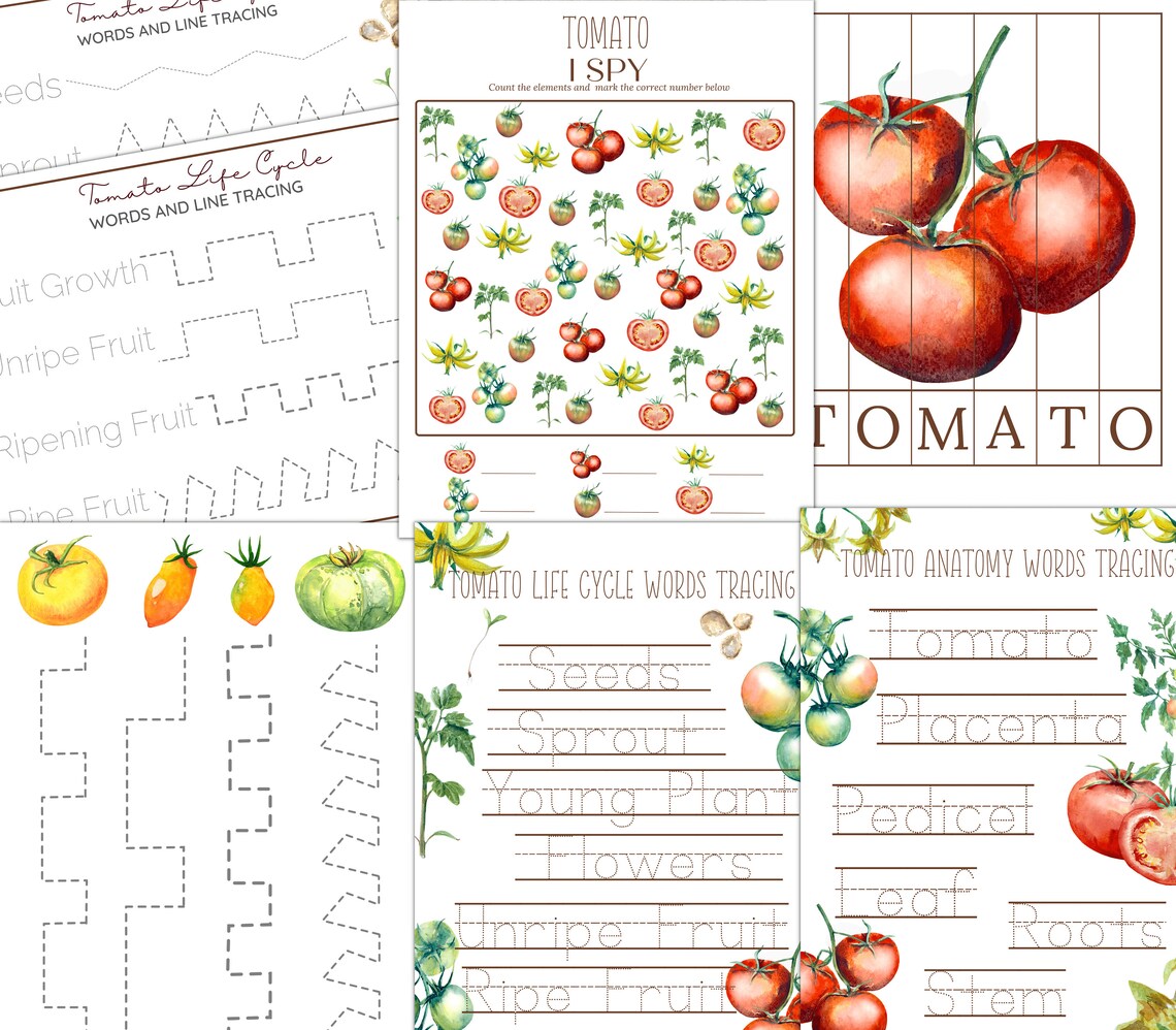 TOMATO Unit Study Life Cycle Anatomy Nature Study Science - Etsy