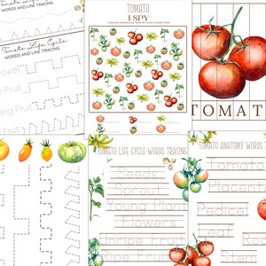 TOMATO Unit Study, Life Cycle, Anatomy, Nature Study, Science ...