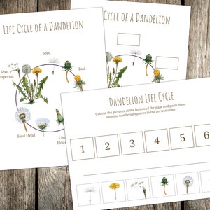 DANDELION Unit Study Life Cycle Anatomy Nature Study - Etsy