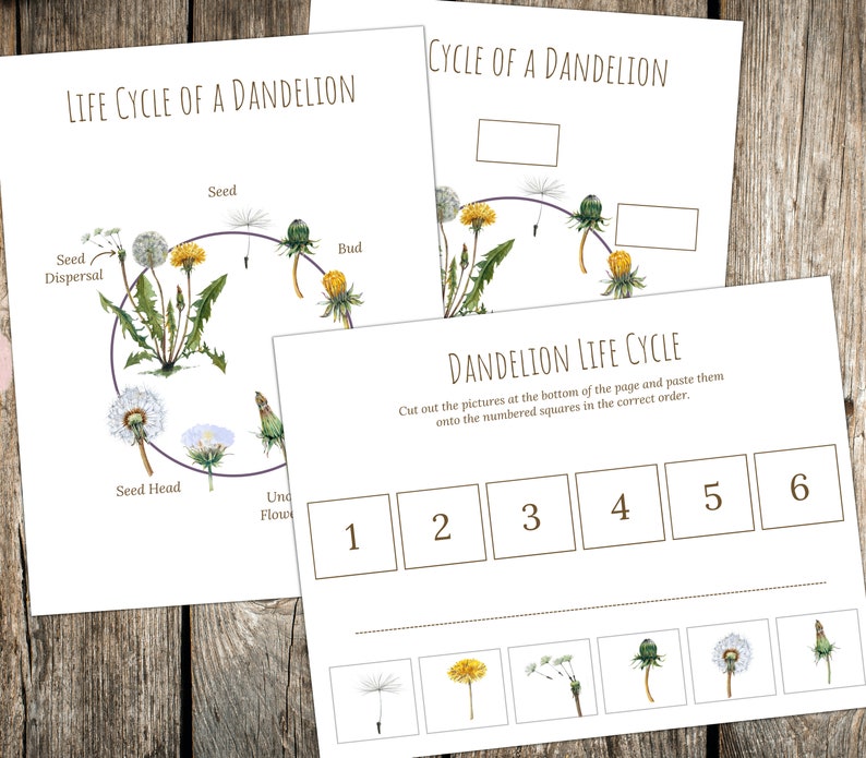 DANDELION Unit Study Life Cycle Anatomy Nature Study - Etsy