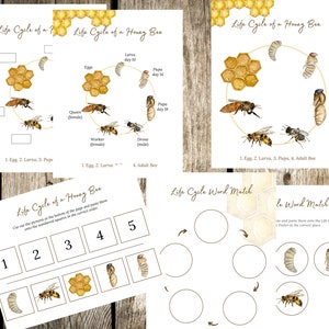 Honey Bees and Beekeeping Study Unit Life Cycle Anatomy - Etsy
