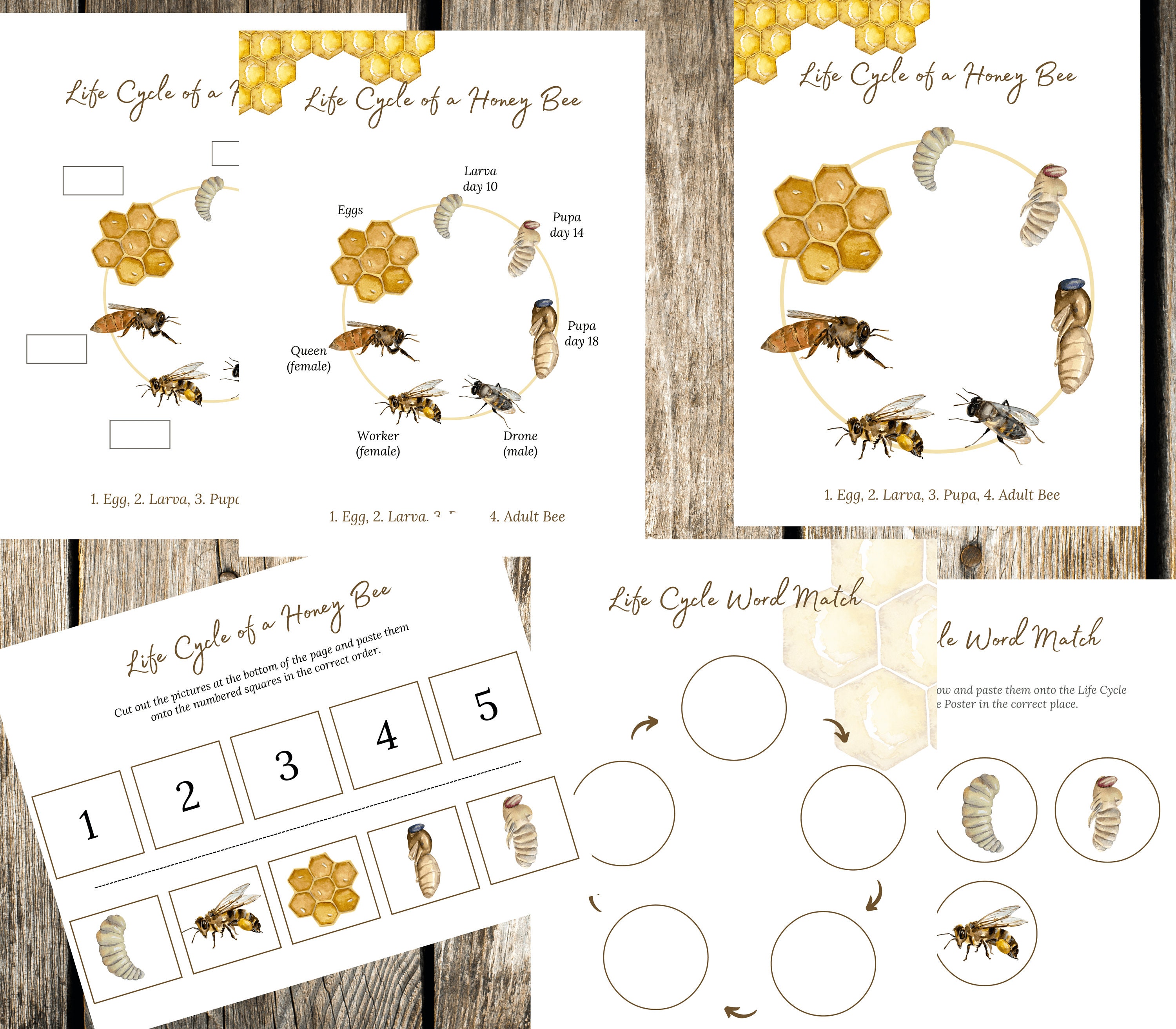 Honey Bees and Beekeeping Study Unit Life Cycle Anatomy - Etsy