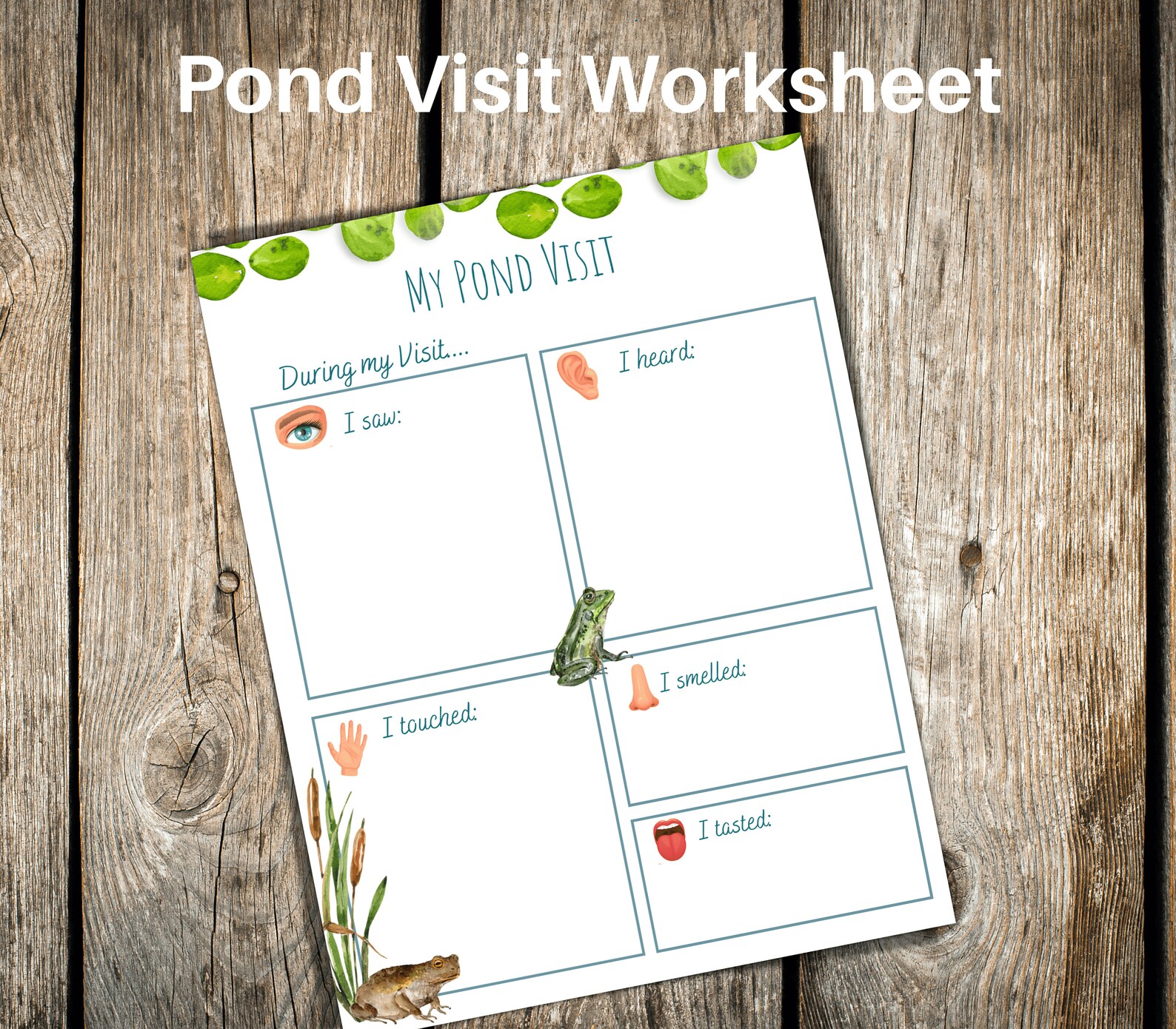 Pond Scavenger Hunt and Pond Walk Observation Activity Pages - Etsy