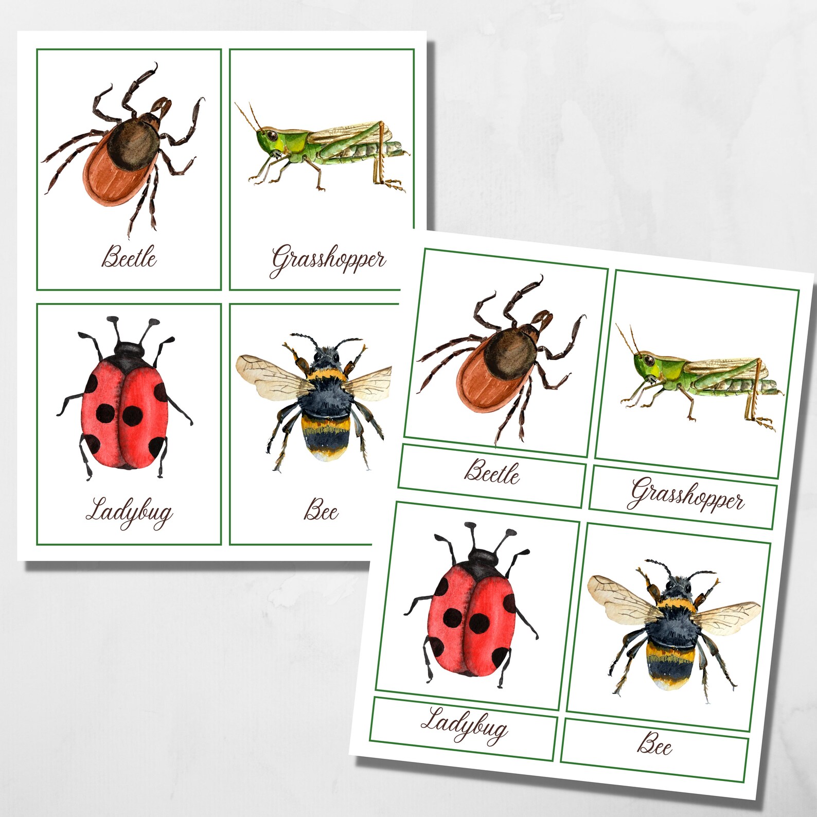 Minibeast 3 Part Cards and Miniposter Bugs Insects Nature - Etsy