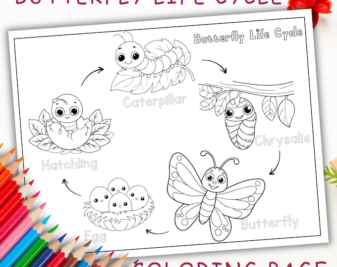 Butterfly Life Cycle Coloring Page, Printable Life Cycle of a Butterfly ...