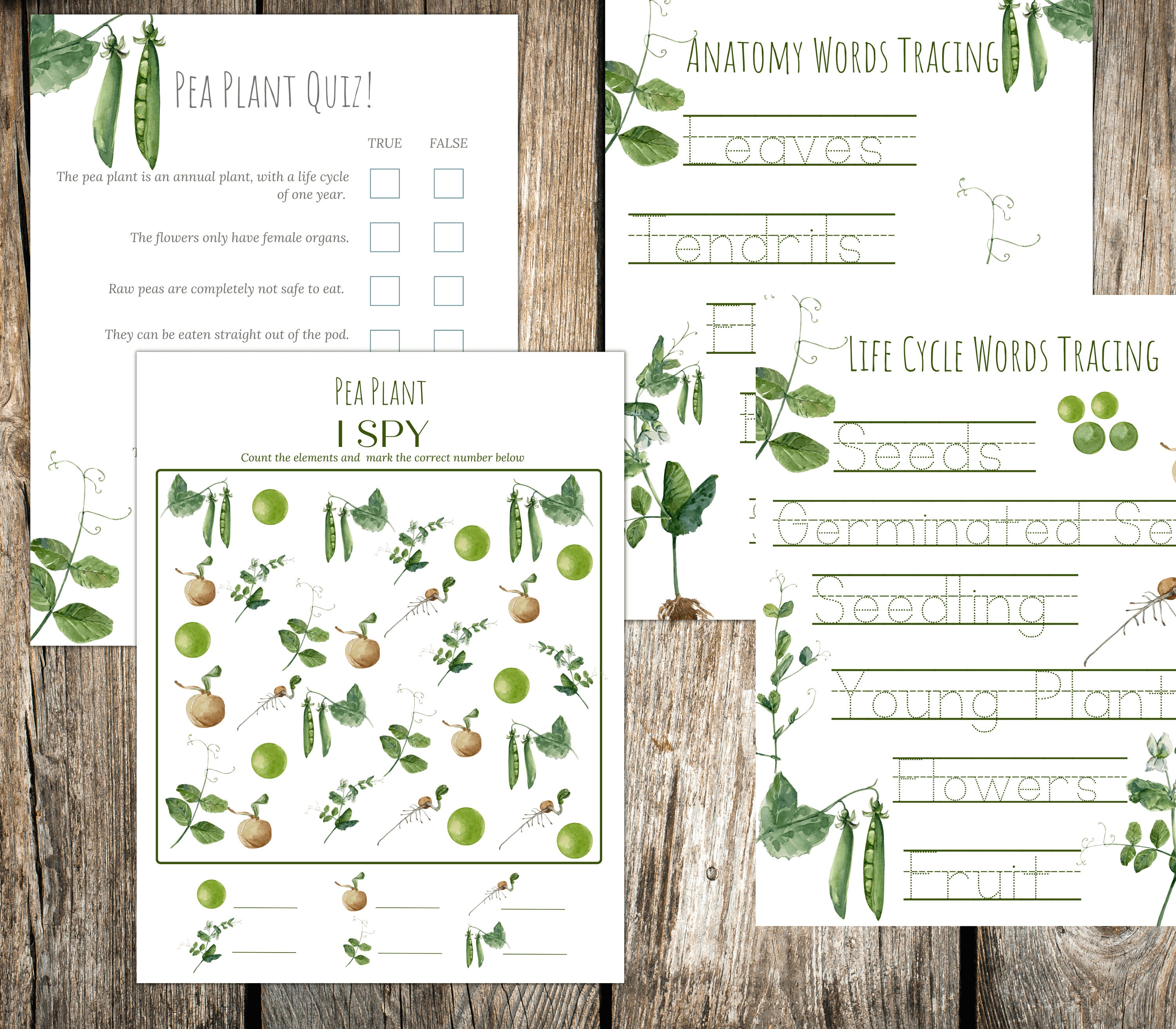 PEA Plant Unit Study Life Cycle Anatomy Nature Study - Etsy Singapore