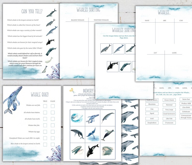 Whales Unit Study: Anatomy, Life Cycle, Homeschool Printable (instant ...