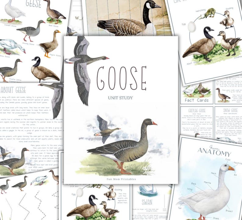 Goose Unit Study: Life Cycle, Anatomy, and Activities (homeschool ...