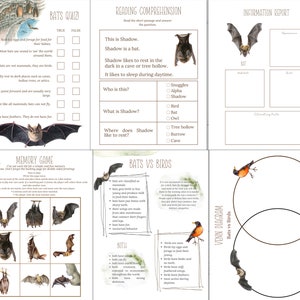 Bats Unit Study: Life Cycle, Anatomy, Homeschool Printable (instant ...
