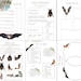BATS Unit Study, Life Cycle, Anatomy, Nature Study, Science ...