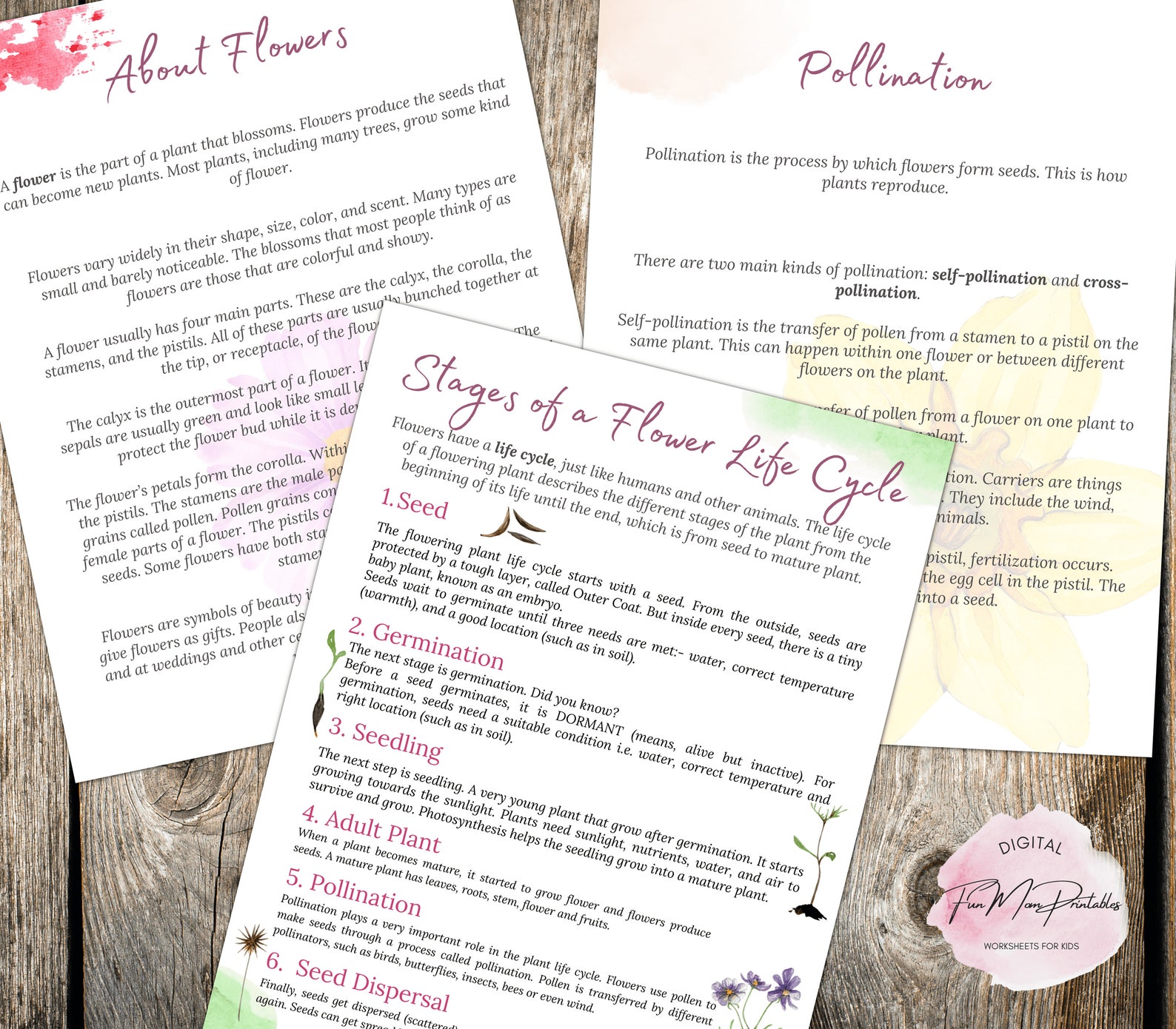 FLOWERS Mini Study Unit Life Cycle Anatomy Science - Etsy