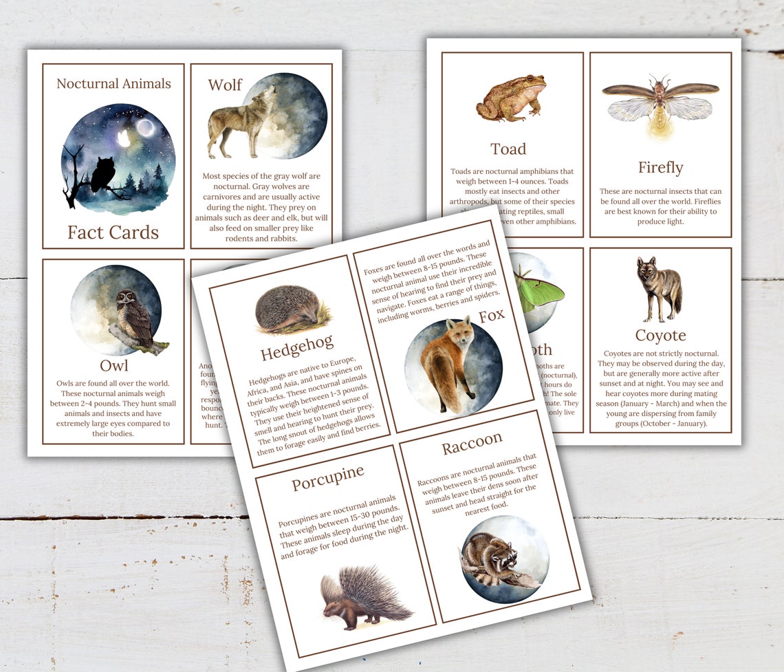 NOCTURNAL Animals Mini Poster + 3-part Cards + Fact Cards, Montessori ...
