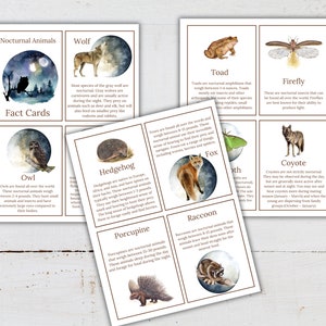 NOCTURNAL Animals Mini Poster + 3-part Cards + Fact Cards, Montessori ...