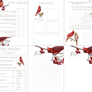 Northern Cardinal Unit Study: Homeschool Science Printable (instant ...