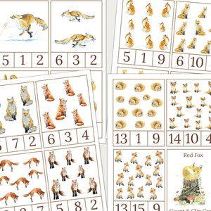 RED FOX Unit Study Life Cycle Anatomy Nature Study - Etsy