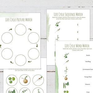 Pea Plant Unit Study: Life Cycle, Anatomy, Homeschool (instant Download ...
