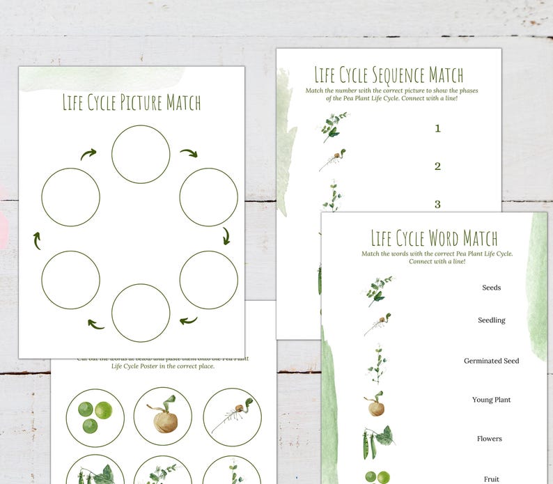 Pea Plant Unit Study: Life Cycle, Anatomy, Homeschool (instant Download ...