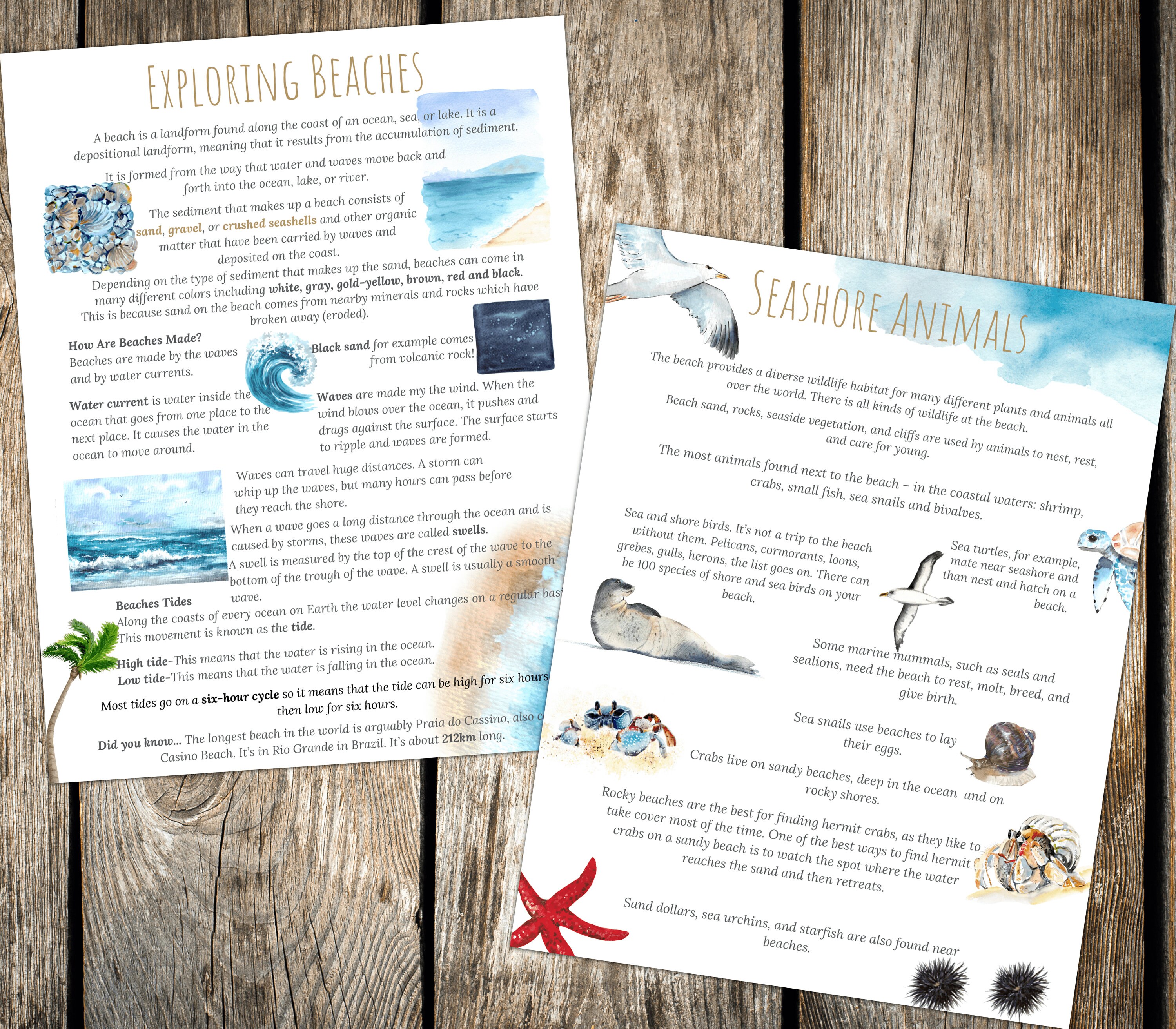 BEACH Unit Study Anatomy Nature Study Science Handwriting - Etsy