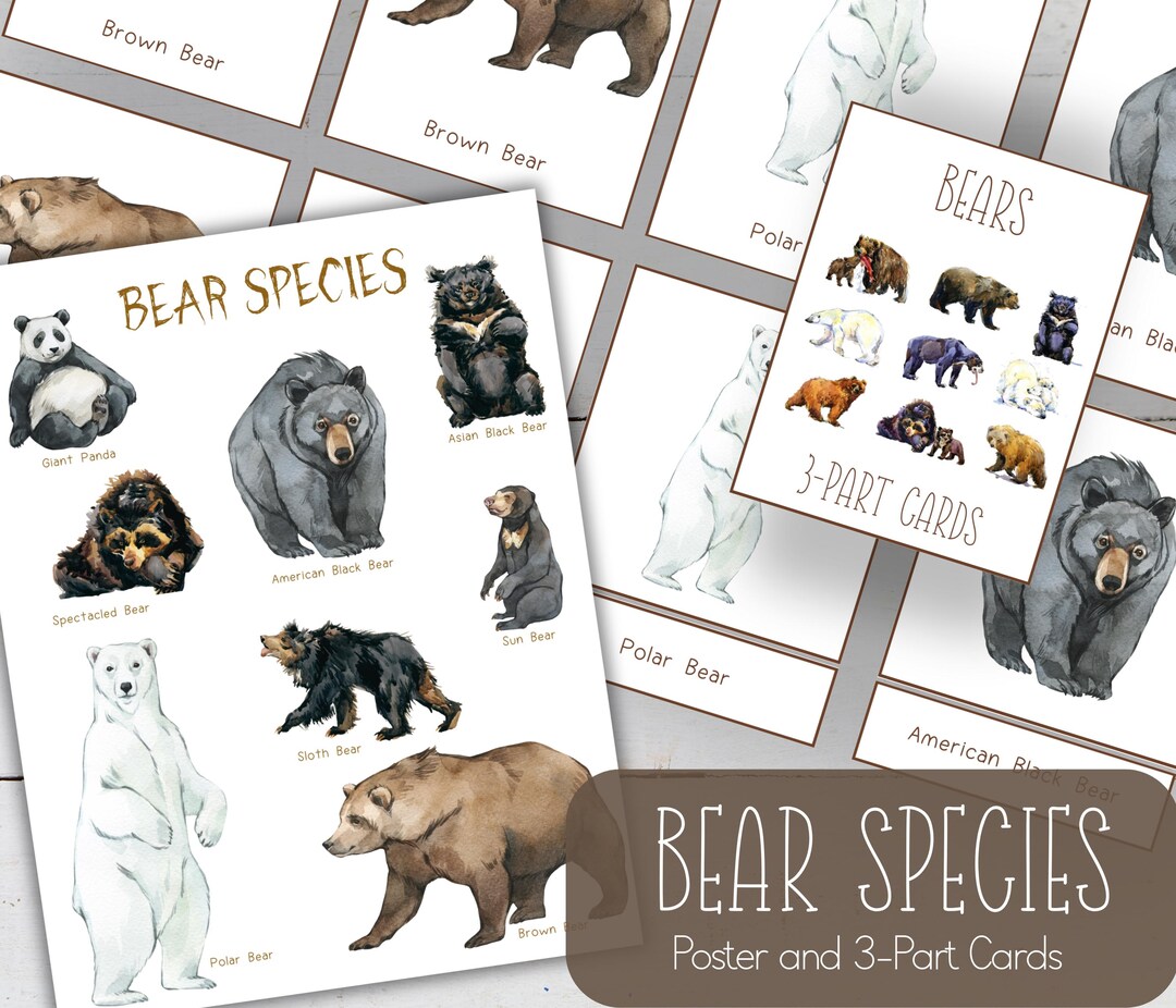 BEAR SPECIES Poster + 3-part Cards, Montessori, Instant Download - Etsy