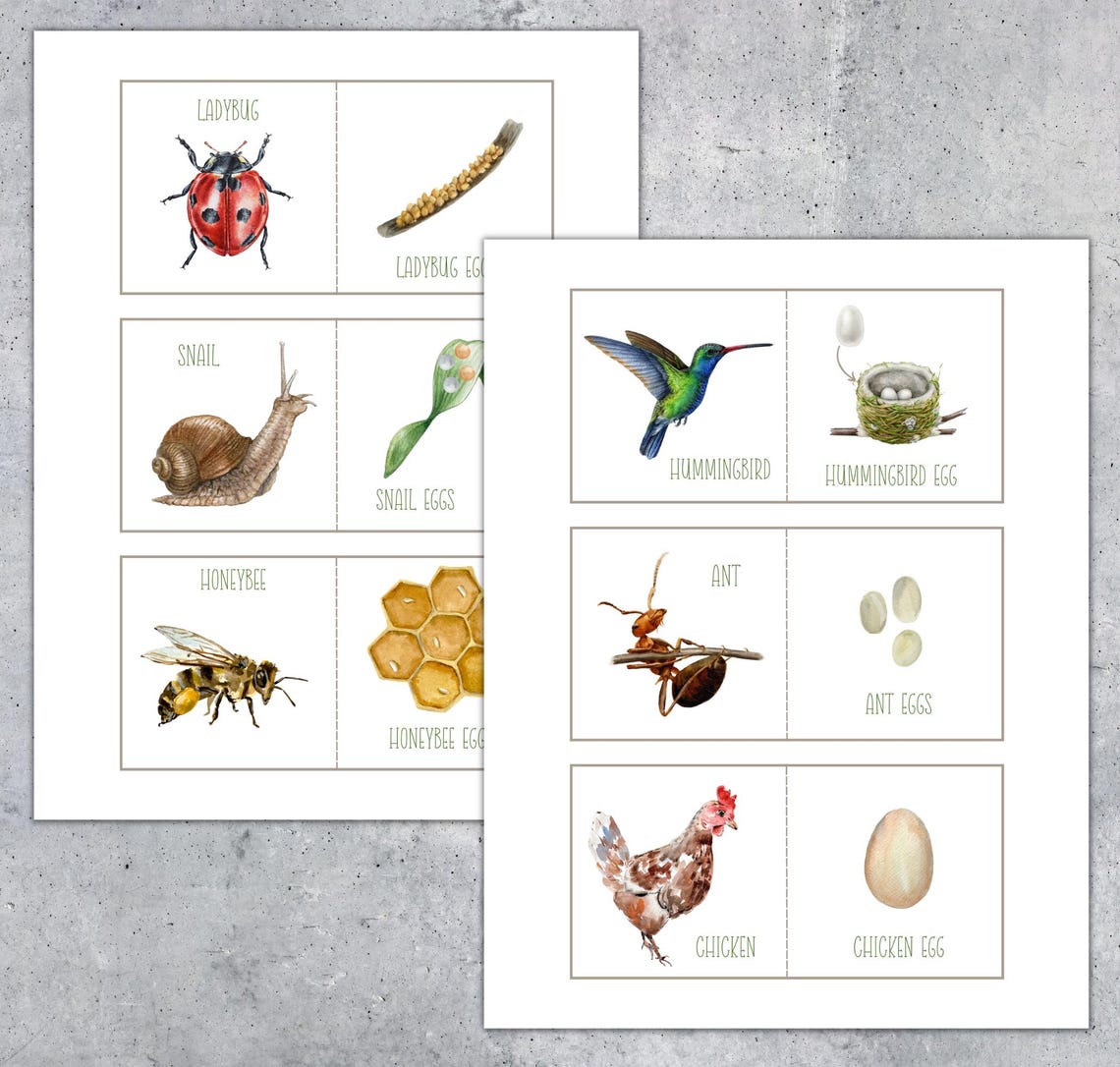 Oviparous Animals and Eggs Flashcards: Montessori Matching Activity ...