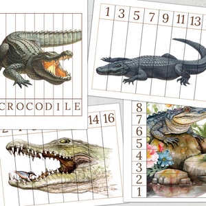 CROCODILE Unit Study, Life Cycle, Anatomy, Nature Study, Science ...