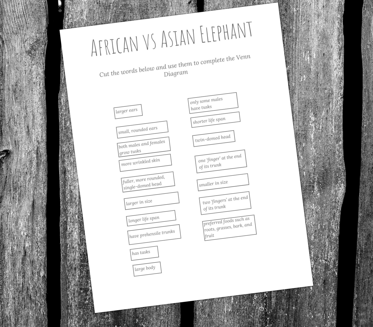 AFRICAN Vs ASIAN Elephant Venn Diagram Activity Homeschool - Etsy