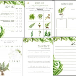 FERNS Unit Study, Life Cycle, Anatomy, Nature Study, Science ...