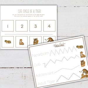 TIGER Life Cycle, Nature Study, Homeschool Printable, Instant Download ...