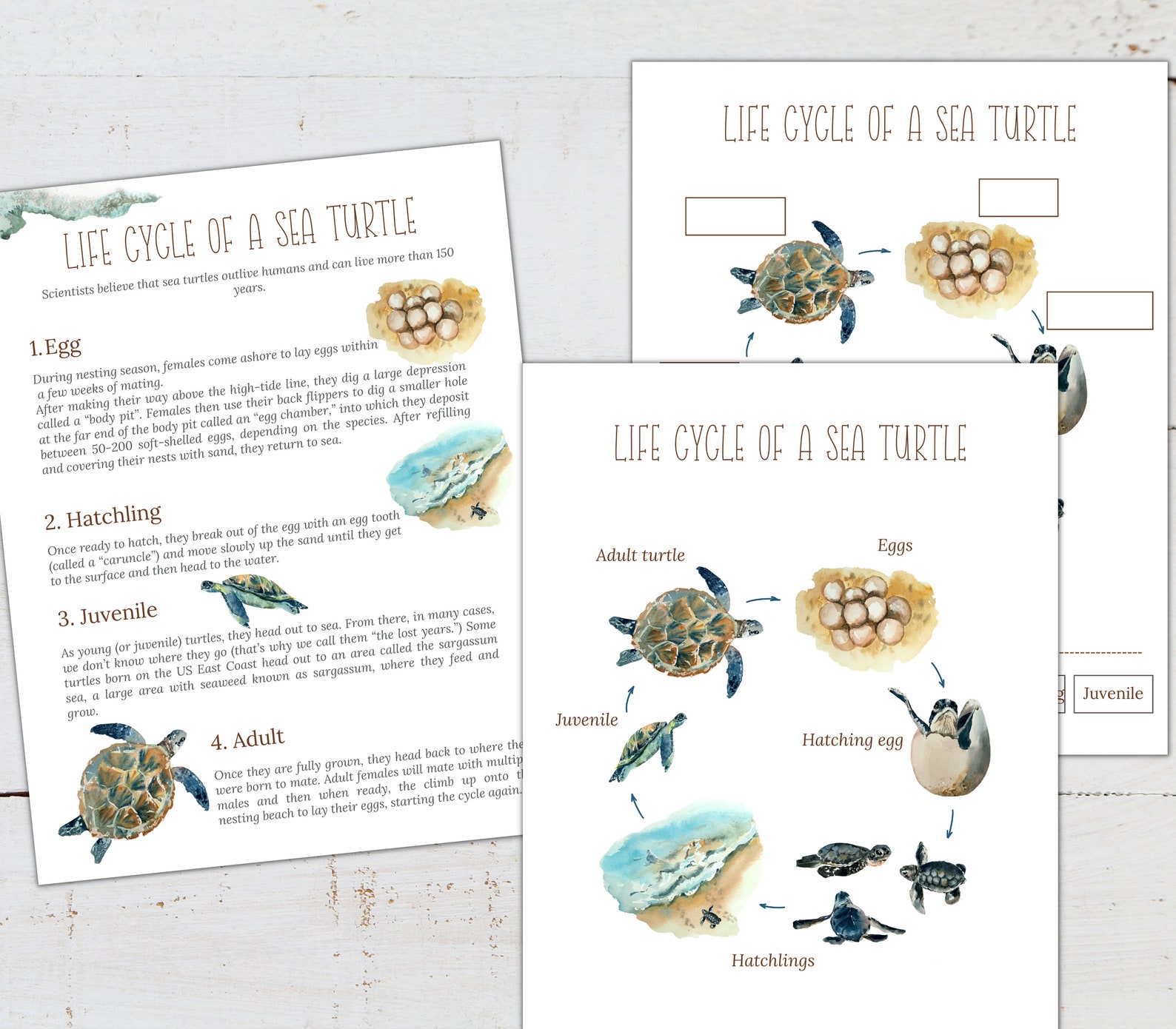 SEA TURTLE Life Cycle Nature Study Homeschool Printable - Etsy