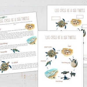 SEA TURTLE Life Cycle, Nature Study, Homeschool Printable, Instant ...