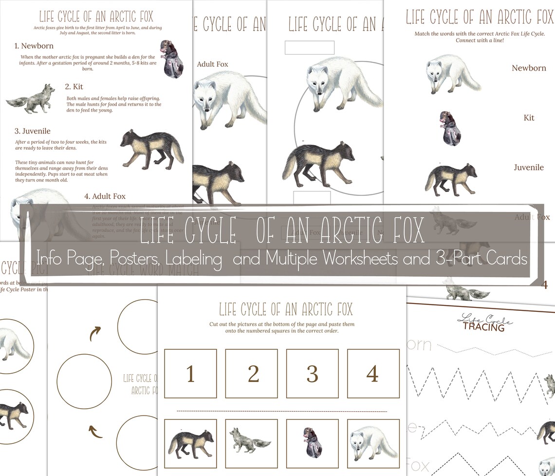 Arctic Fox Unit Study: Homeschool Science Printable (instant Download ...
