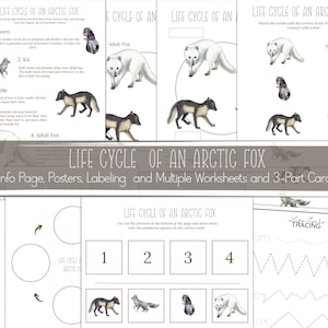 Arctic Fox Unit Study: Homeschool Science Printable (instant Download ...