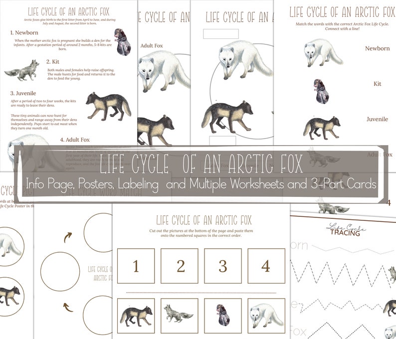 Arctic Fox Unit Study: Homeschool Science Printable (instant Download ...