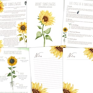 SUNFLOWER Unit Study, Life Cycle, Anatomy, Nature Study, Science ...